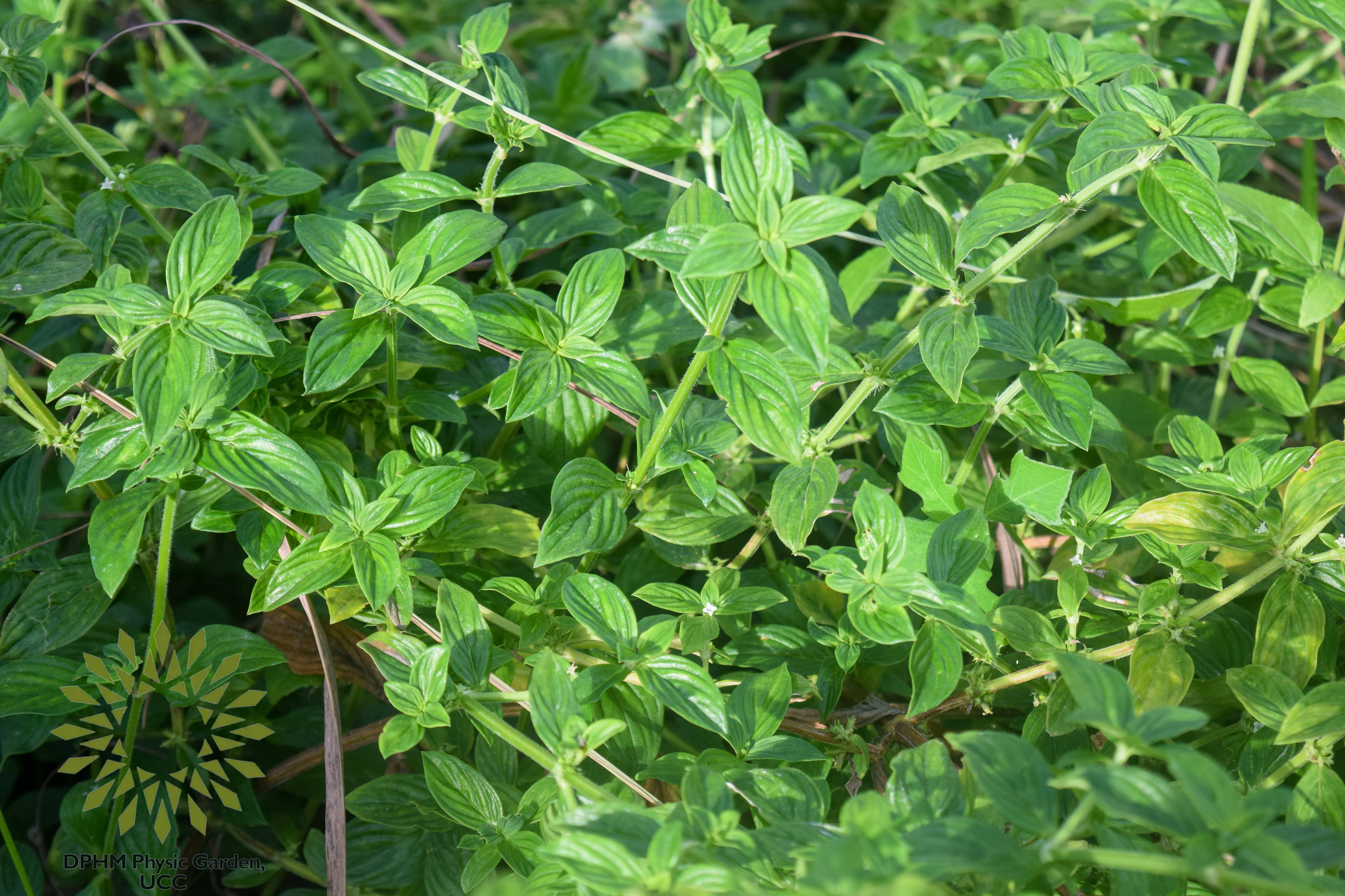 Diodia scandens | Department of Pharmacognosy & Herbal Medicine