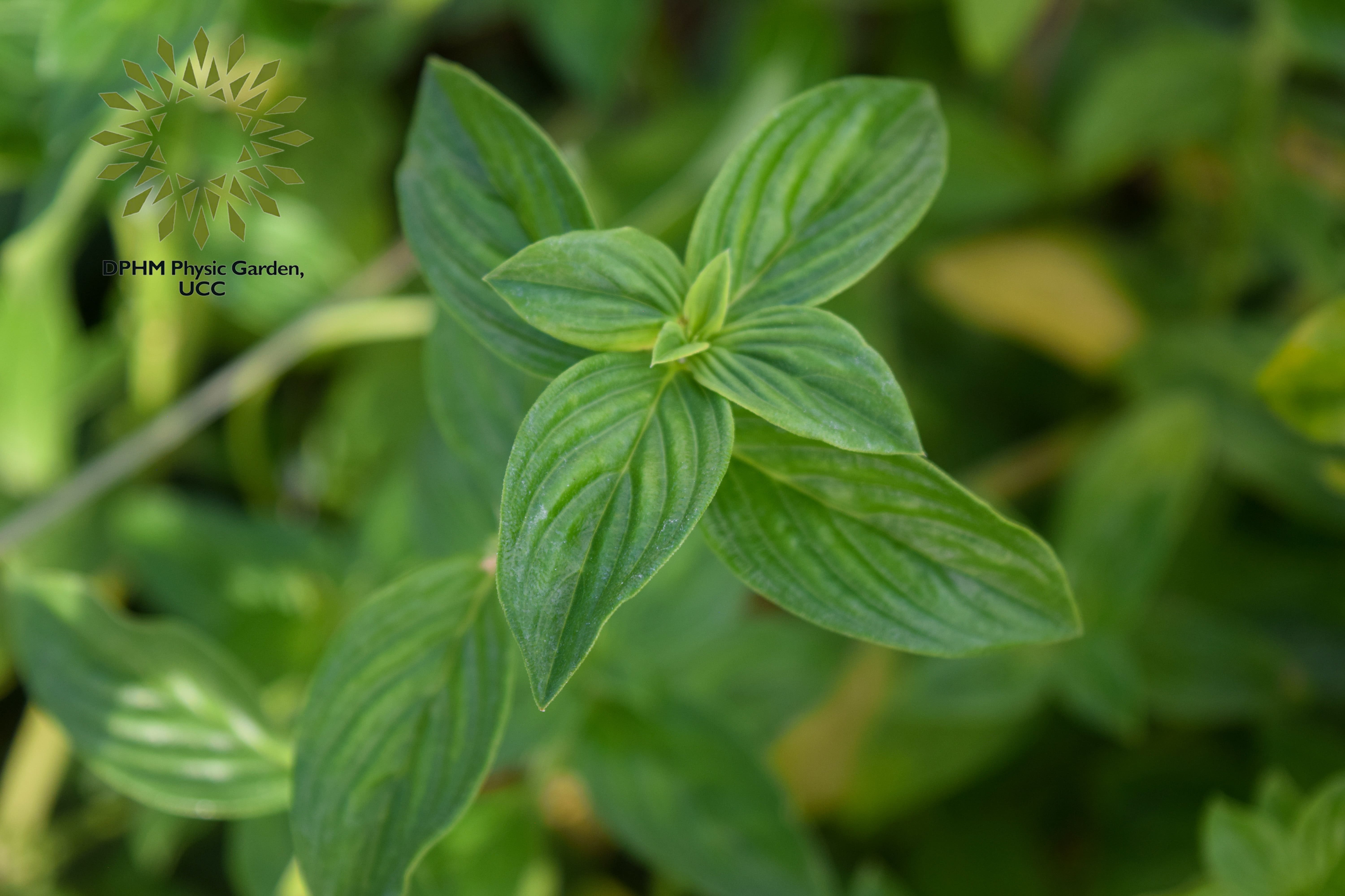 Diodia scandens | Department of Pharmacognosy & Herbal Medicine