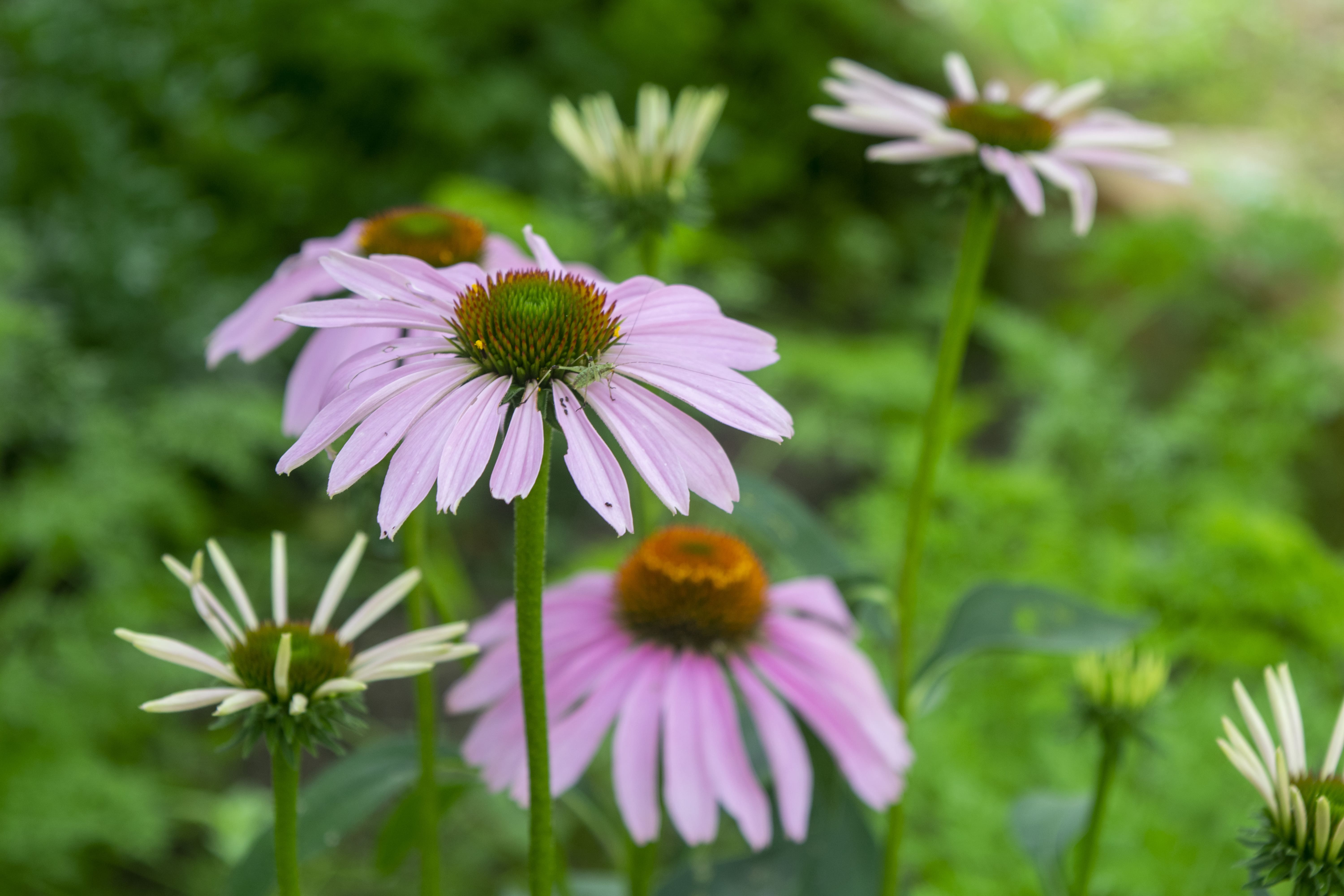 Echinacea purpurea | Department of Pharmacognosy & Herbal Medicine