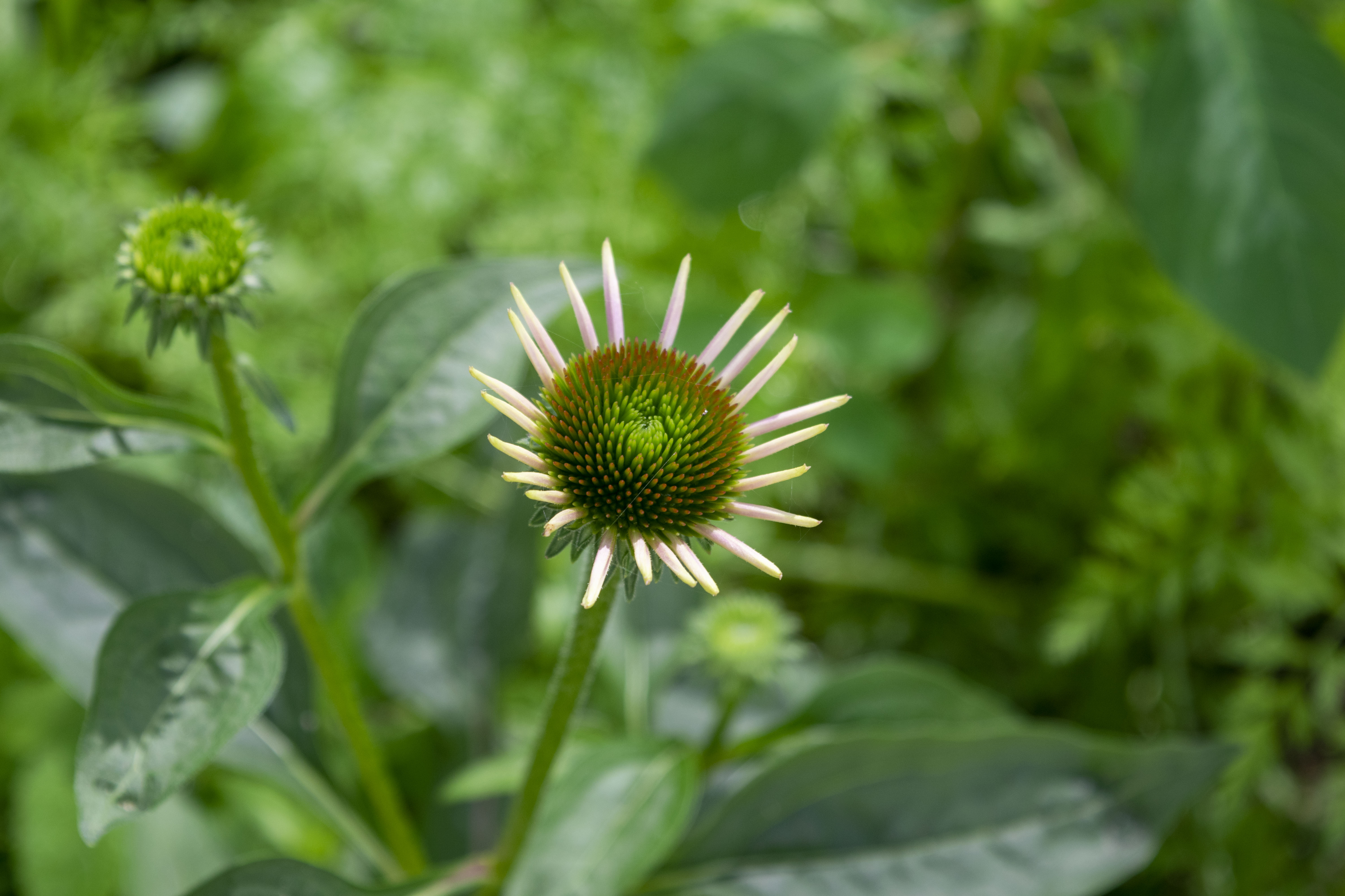 Echinacea purpurea | Department of Pharmacognosy & Herbal Medicine