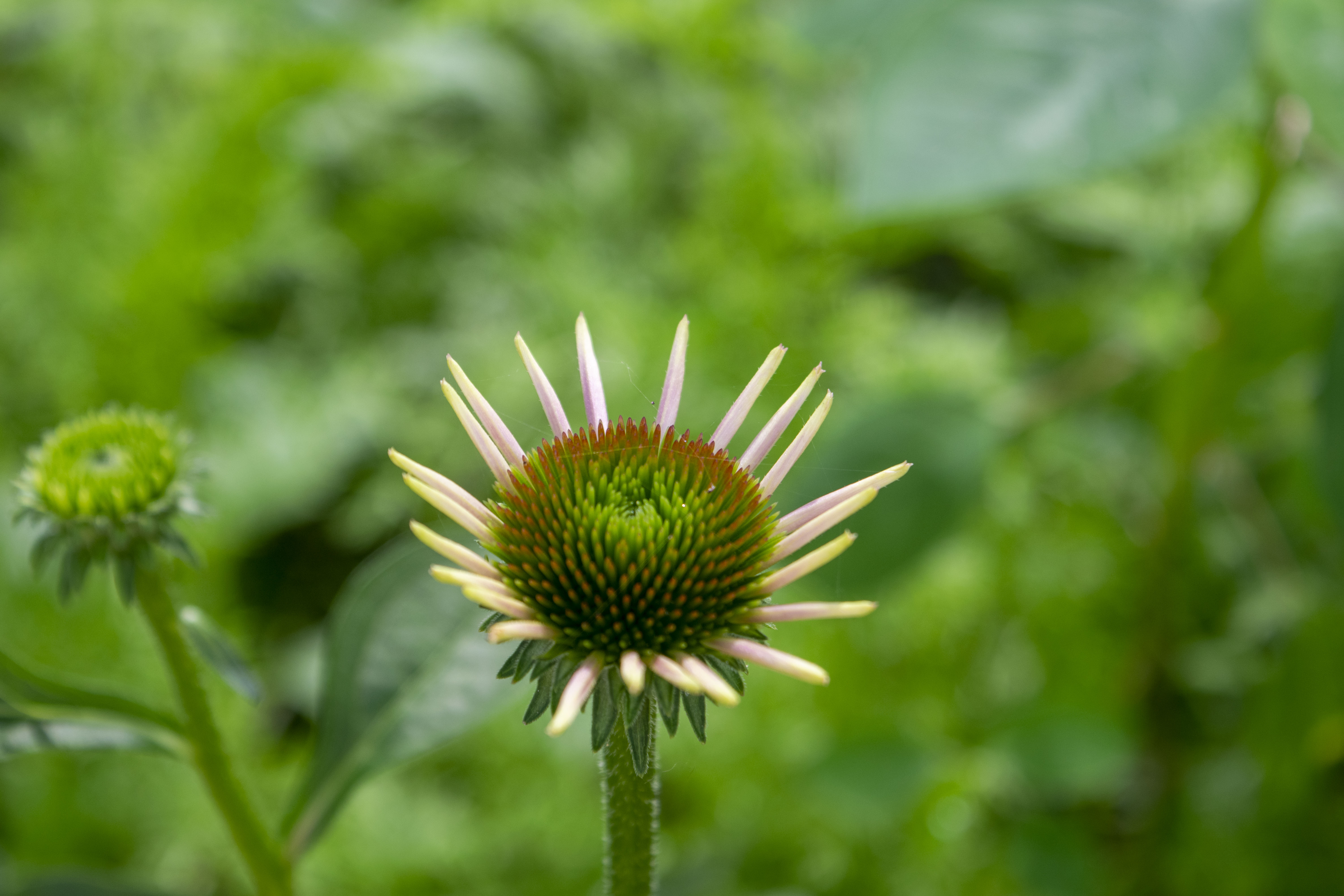 Echinacea purpurea | Department of Pharmacognosy & Herbal Medicine